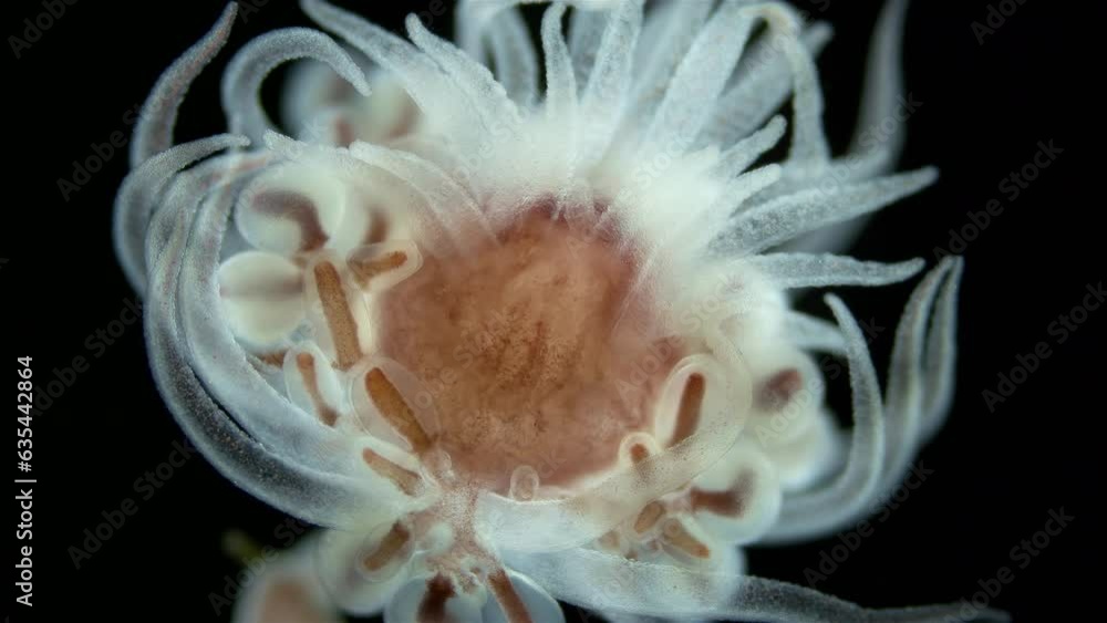 Stockvideon Hydrozoa Ectopleura larynx under a microscope, family ...
