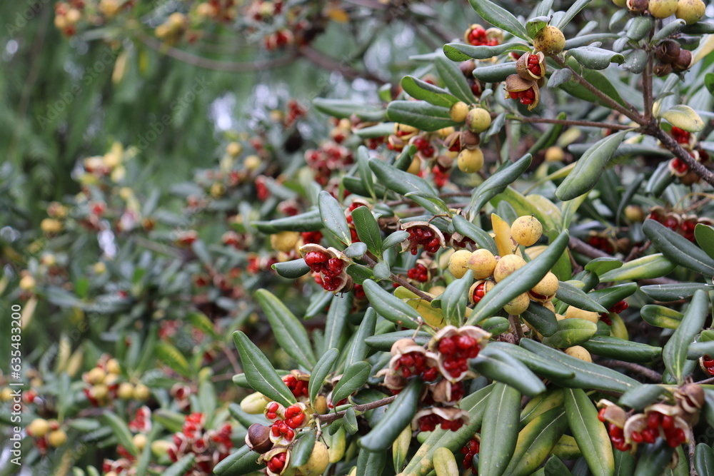 Pittosporum tobira aka Australian laurel or Japanese cheesewood, mature ...