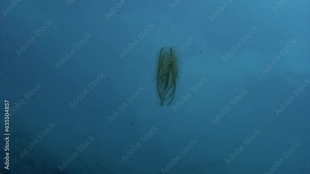 Ctenophore behavior in deep sea environment of underwater sea ...