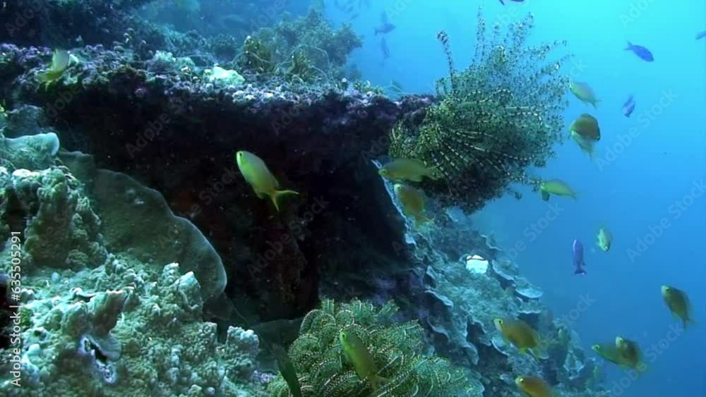 Sea lily in underwater marine biodiversity on coral reef of Pacific ...