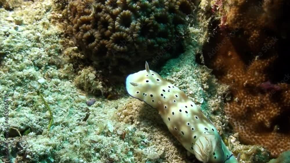 Sea slug in underwater life of Philippine Sea. Close up marine ...