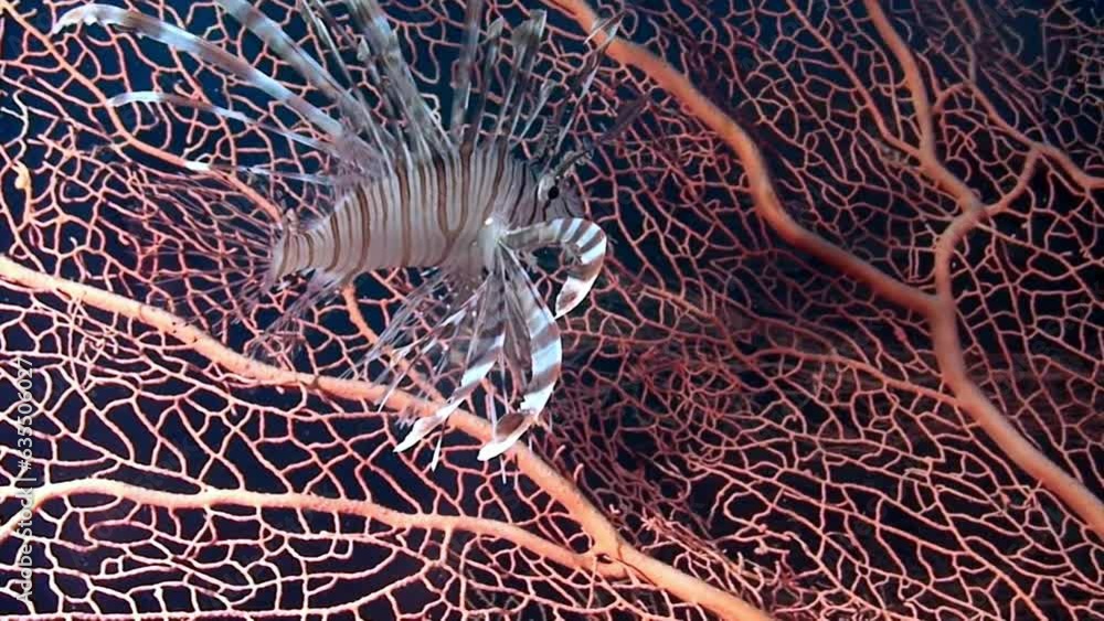 Close-up scorpionfish on coral Gorgonaria in clear water of underwater ...
