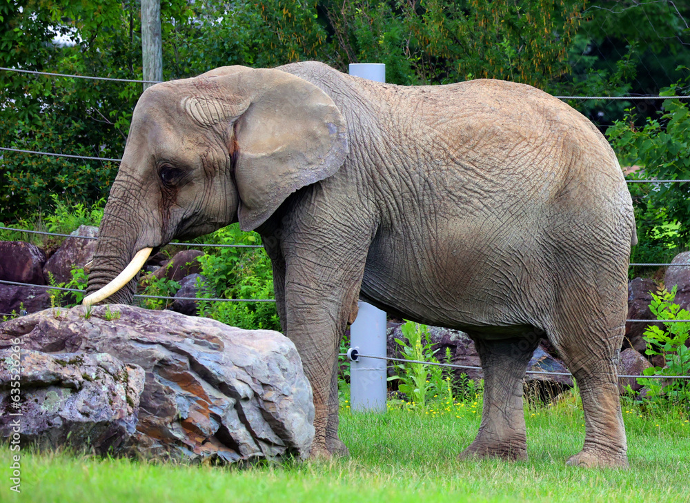 African elephants are elephants of the genus Loxodonta. The genus ...