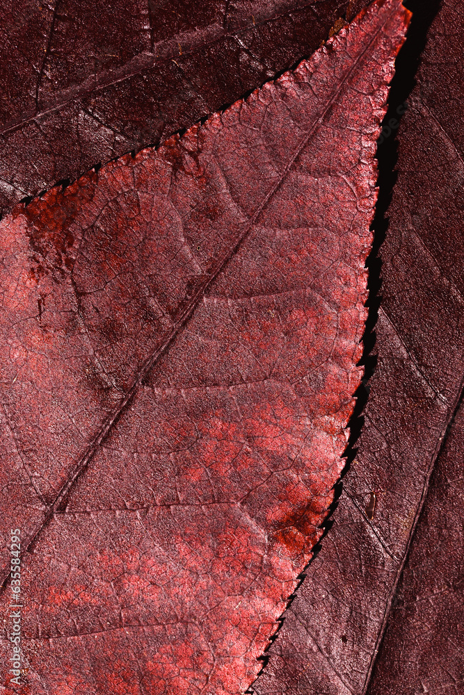 Natural autumn texture from dark red colored leaves with water drops ...
