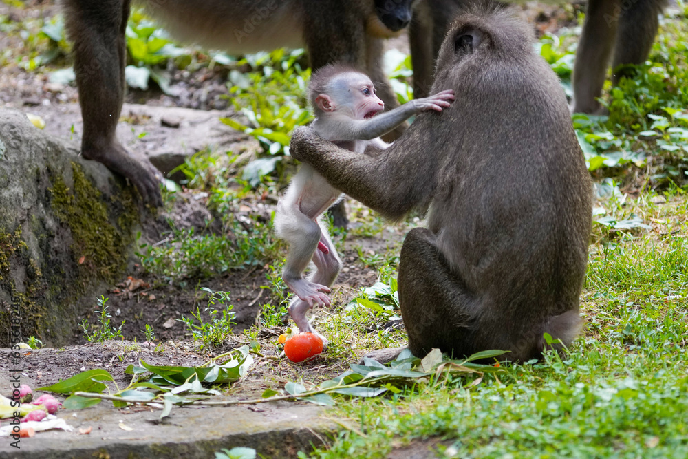 Baboon (Papio) is an African monkey from the family of marsupials ...