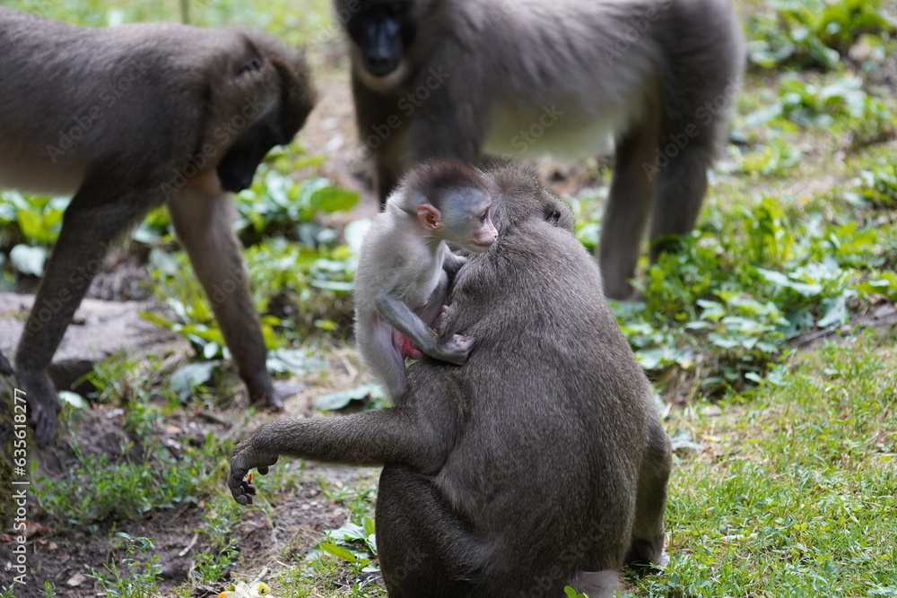 Baboon (Papio) is an African monkey from the family of marsupials ...