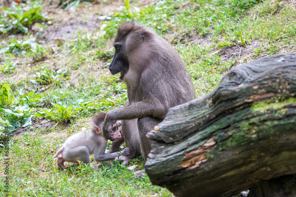 Baboon (Papio) is an African monkey from the family of marsupials ...
