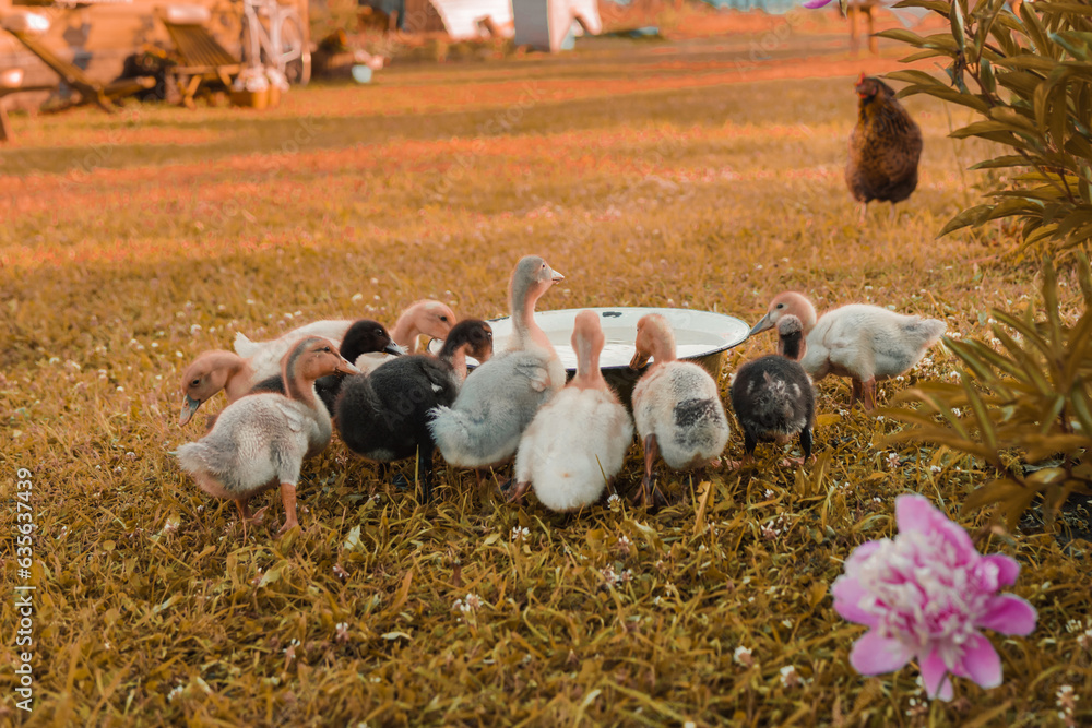 Ducks on the farm. Light and dark ducklings drink water from an iron ...