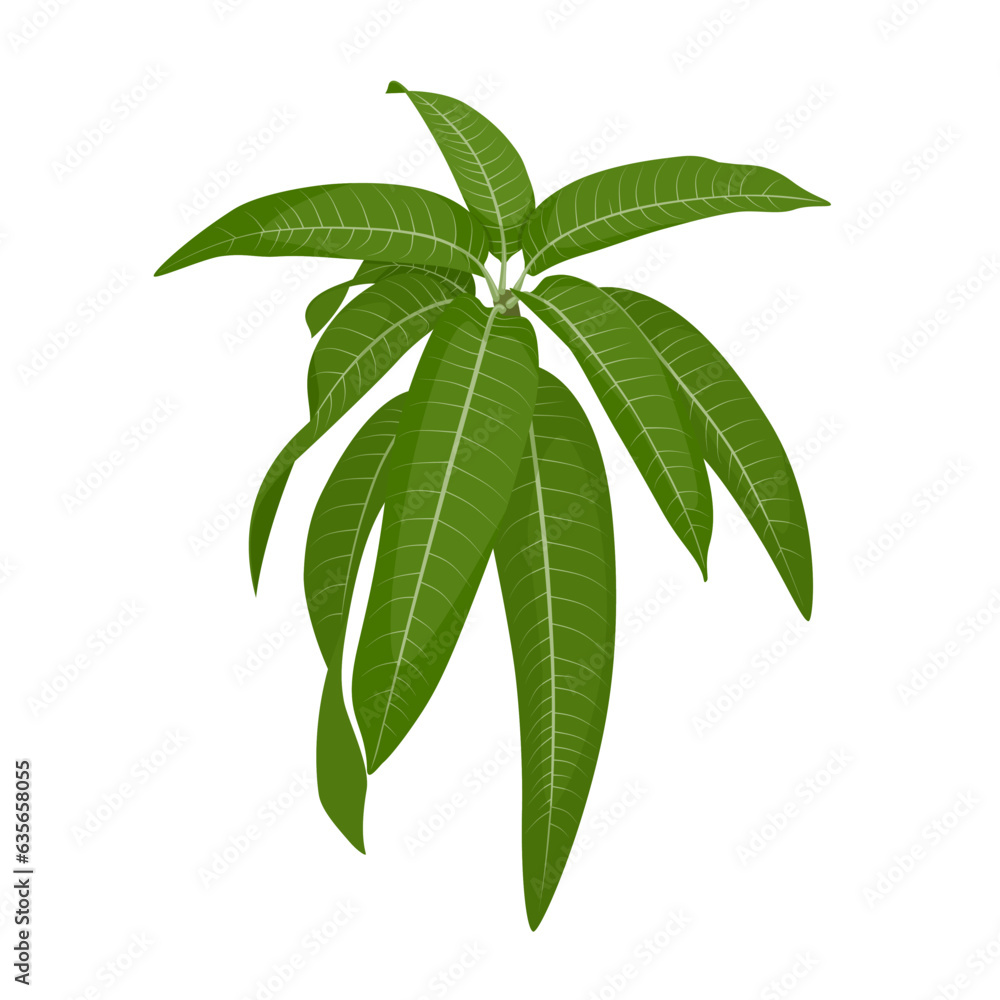 Vector illustration, fresh mango leaf, isolated on white background ...