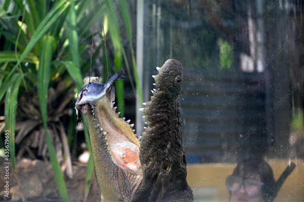 Photo & Art Print Tourists swimming with salt water crocodile in ...