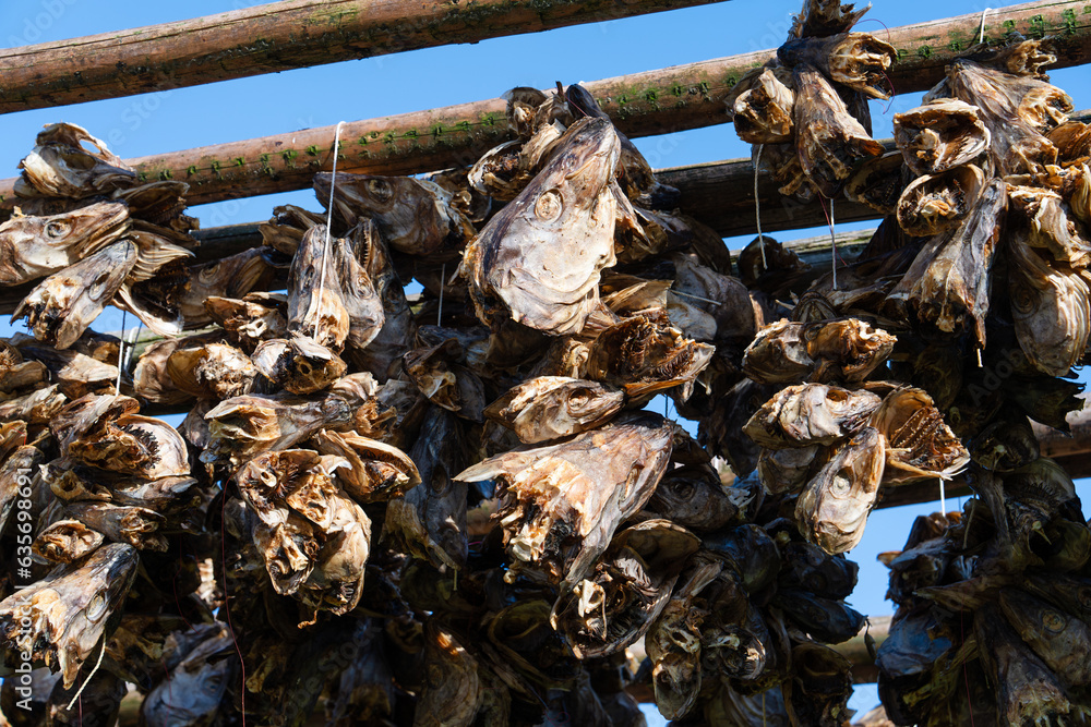 Drying cod fish hangs in the village of Reine, Lofoten Islands ...