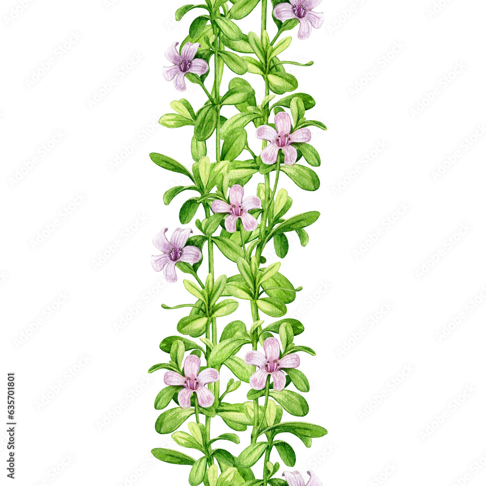 Bacopa medicinal herb seamless border. Hand drawn Bacopa monnieri ...