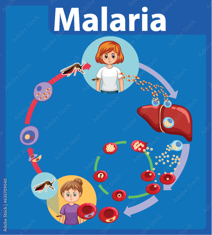 Life Cycle of Malaria Parasite: A Visual Guide Stock Vector | Adobe Stock