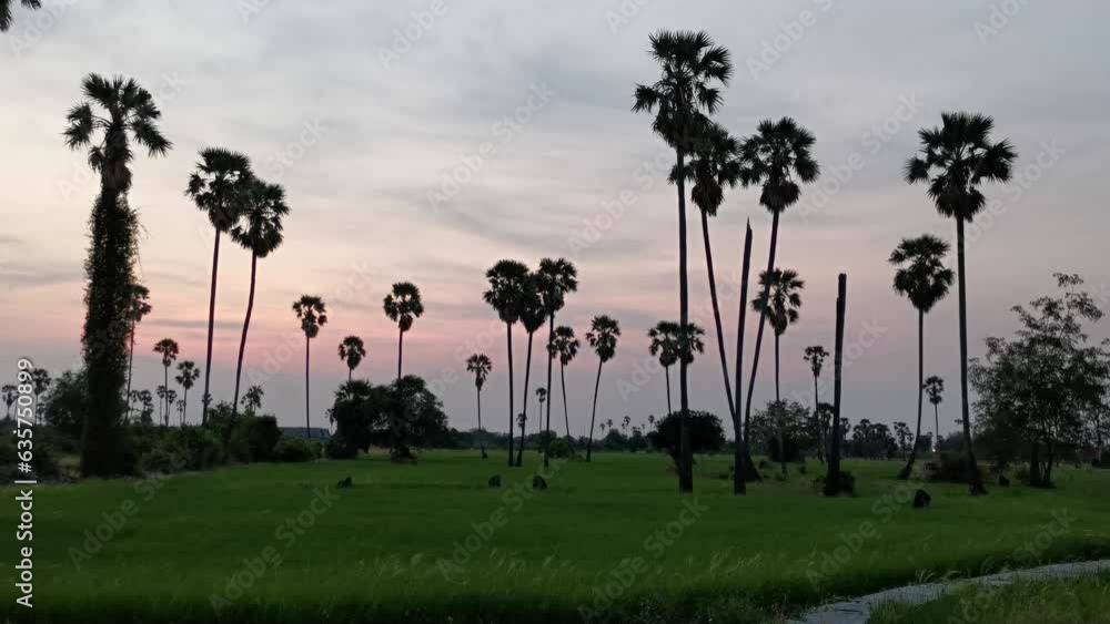 Dongtan Sam Khok Landscape of Tall Palm Trees with Rice Fields in ...