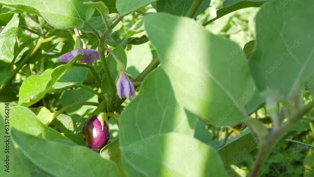 Solanum melongena also called eggplant, terung, terong, brinjal ...