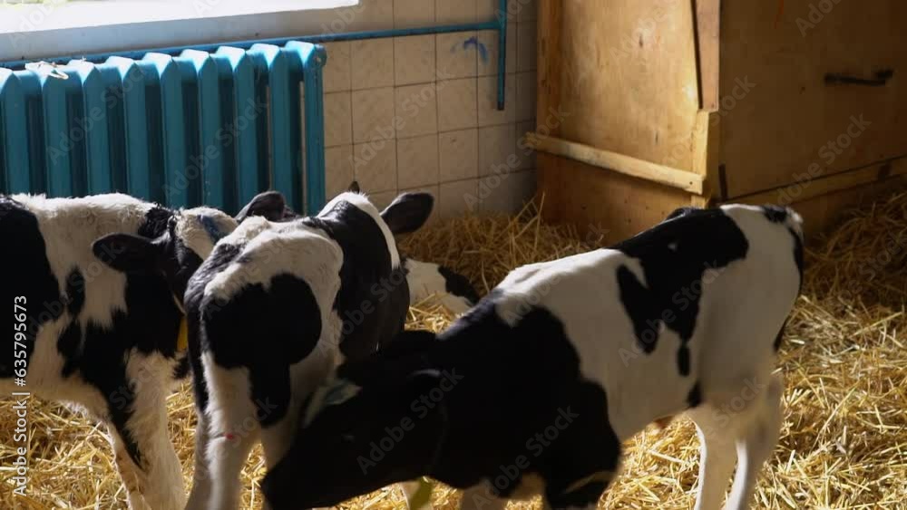 Nice Calves Walking And Grooming Each Other In Barn Full Of Fresh Hay ...