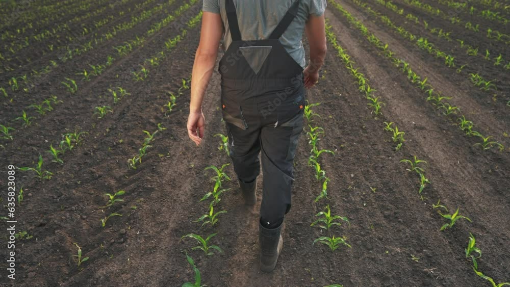 agriculture corn. male farmer walk working in the field with corn rear ...