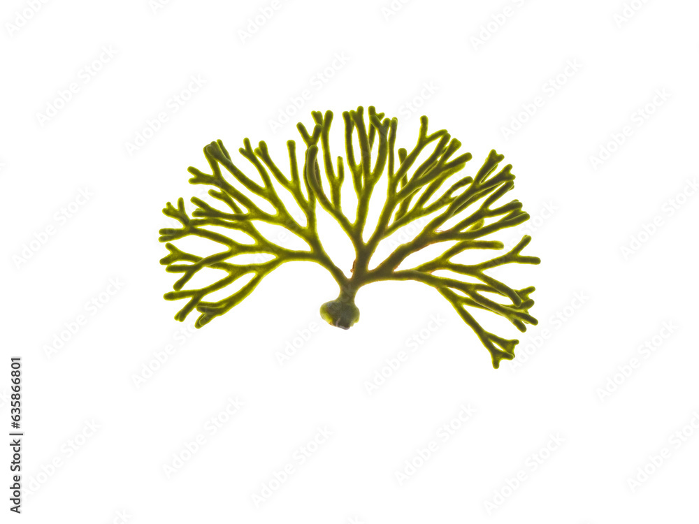 Codium tomentosum or spongeweed algae isolated transparent png. Velvet ...