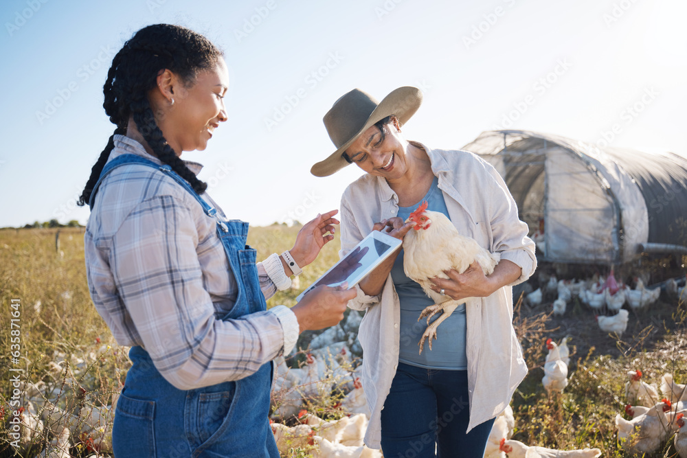 Teamwork, tablet or people farming chicken on field or agriculture for ...