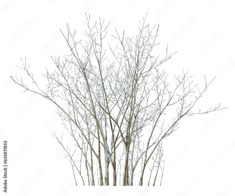 Dried tree branches cover with snowy cutout transparent backgrounds 3d ...
