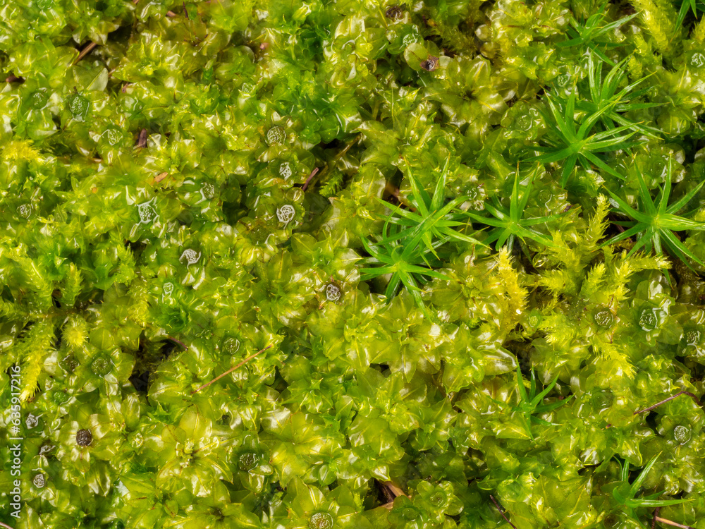 Plagiomnium affine, species of thyme-moss and Polytrichum moss in the ... Plagiomnium affine, species of thyme-moss and Polytrichum moss in the ...