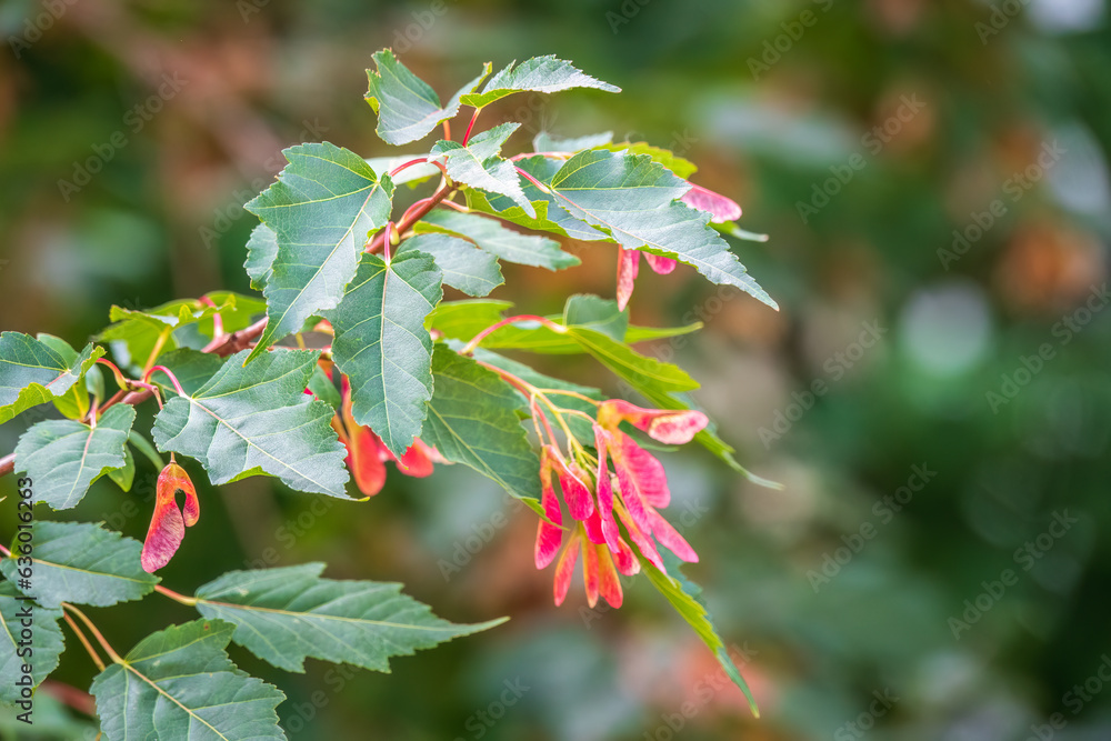 Tree branch with dark red leaves, Acer platanoides, the Norway maple ...