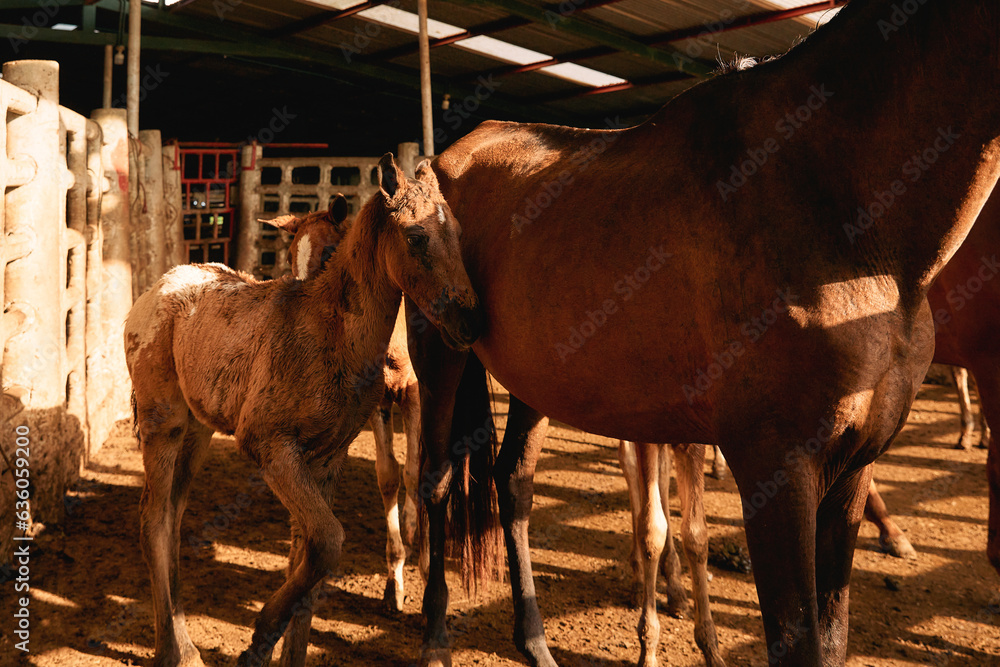 Colombian traditional horse stable with sunset light casting shadows ...
