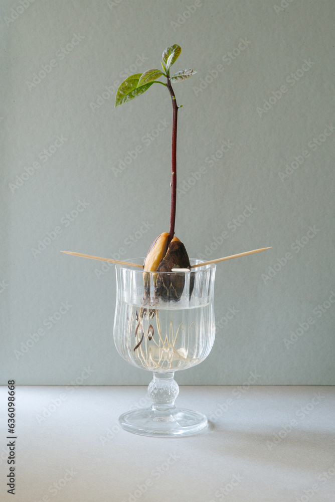 Sprouted avocado seed Stock Photo | Adobe Stock