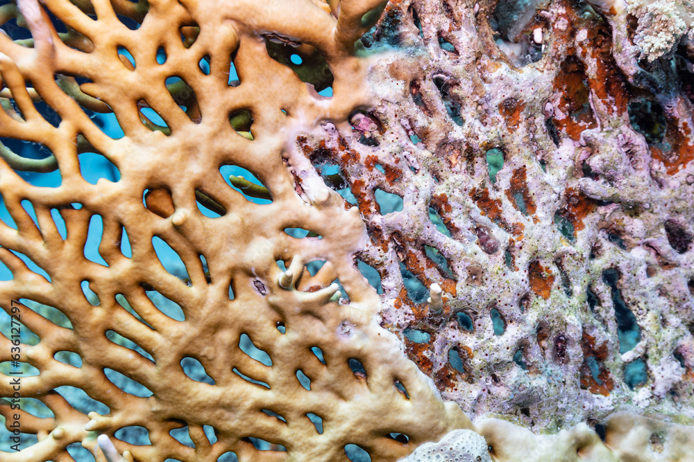 Dying coral reef Stock Photo | Adobe Stock