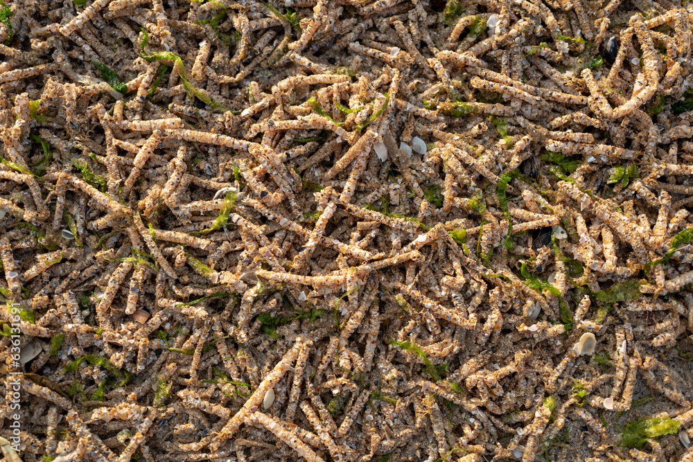 Worm casings on the strand line of a sandy beach Stock Photo | Adobe Stock