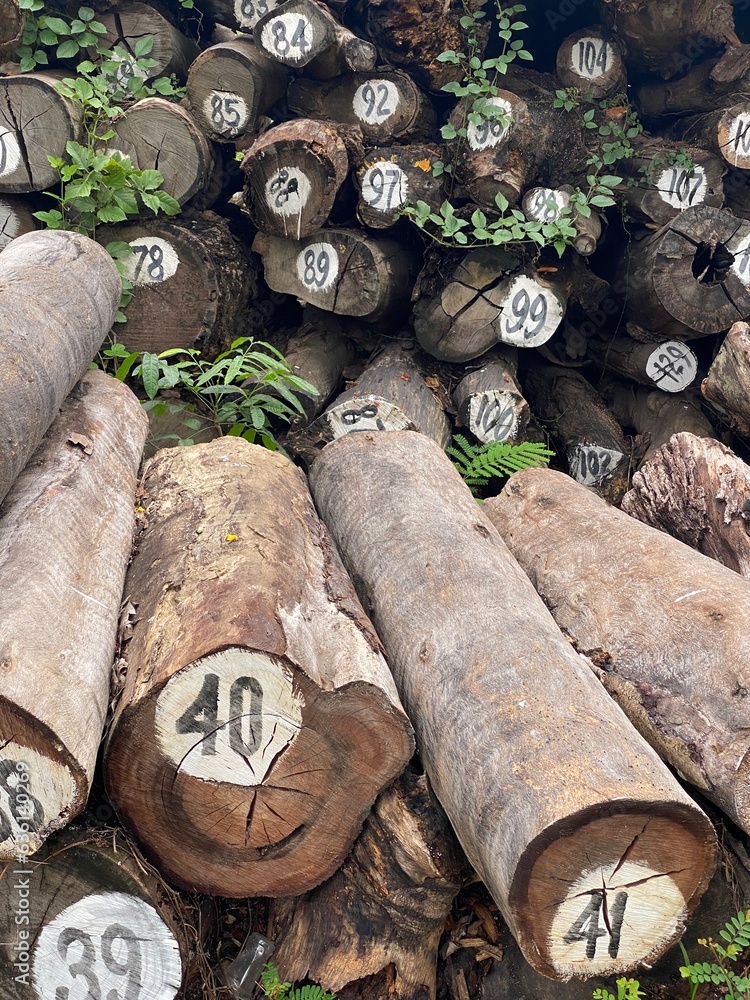 Trees cut and stacked at outdoors with numbering and stamping Stock ...