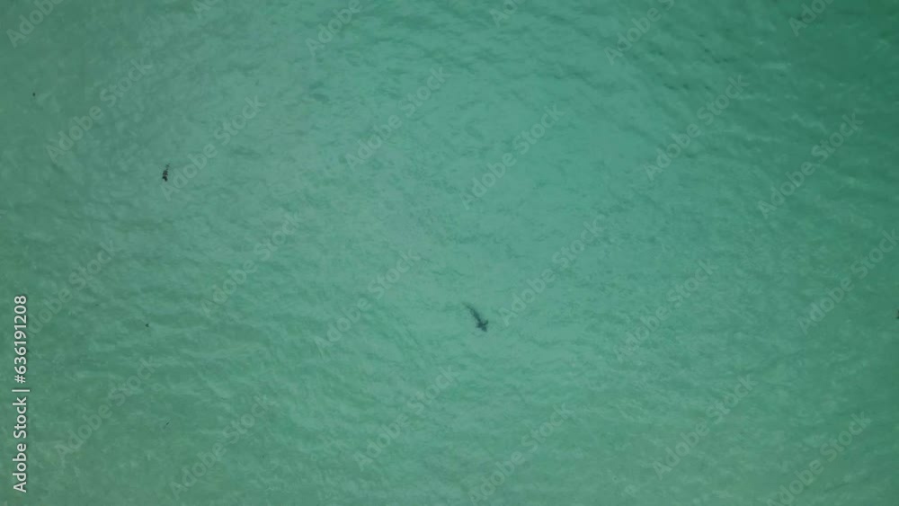Bird's eye view rising high above leopard sharks swimming in shallow ...