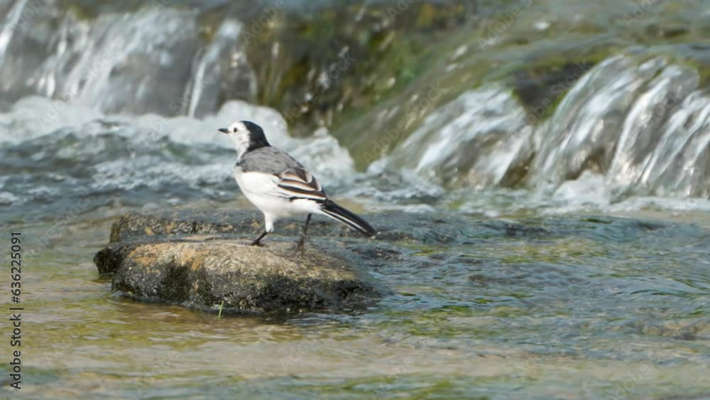 Motacilla alba bird or white wagtail resting on stone peeking out of ...