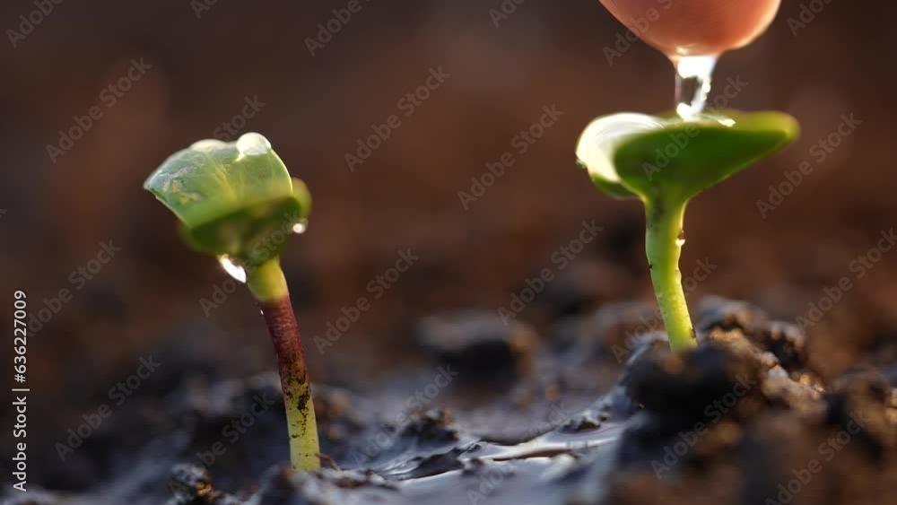 Agriculture. hand two green sprout in the soil water drops irrigation ...