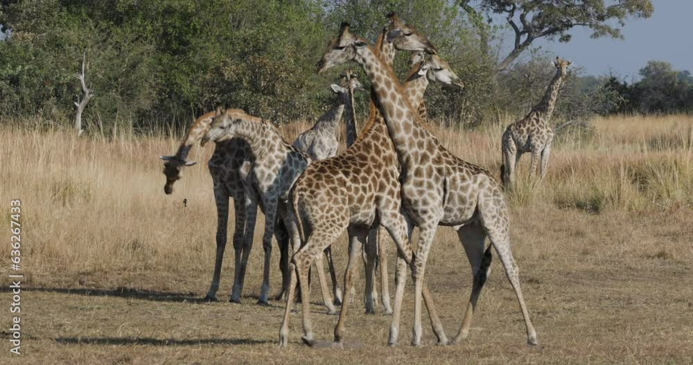 dominance,necking, animal behaviour, bending, mammal, thirsty, water ...