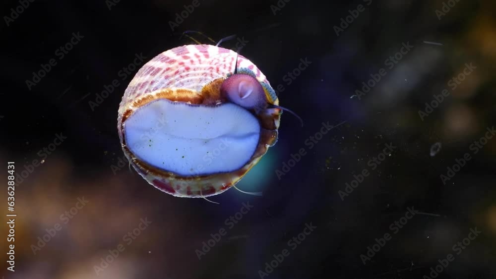 zebra turbo snail move creeping foot on front glass, surface cleaner ...
