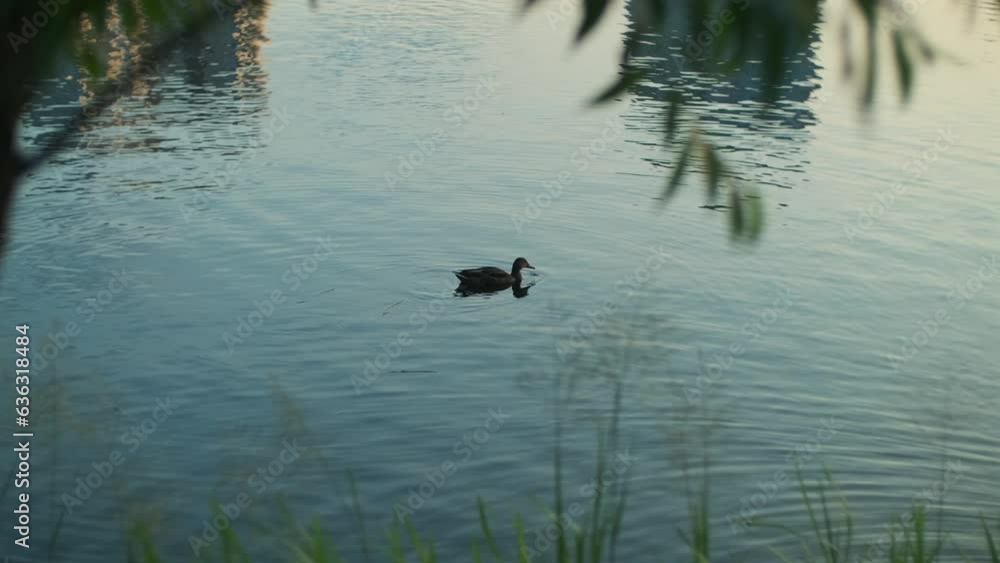 Ducks swim across lake. Duck silhouettes in a reflective water, cute ...