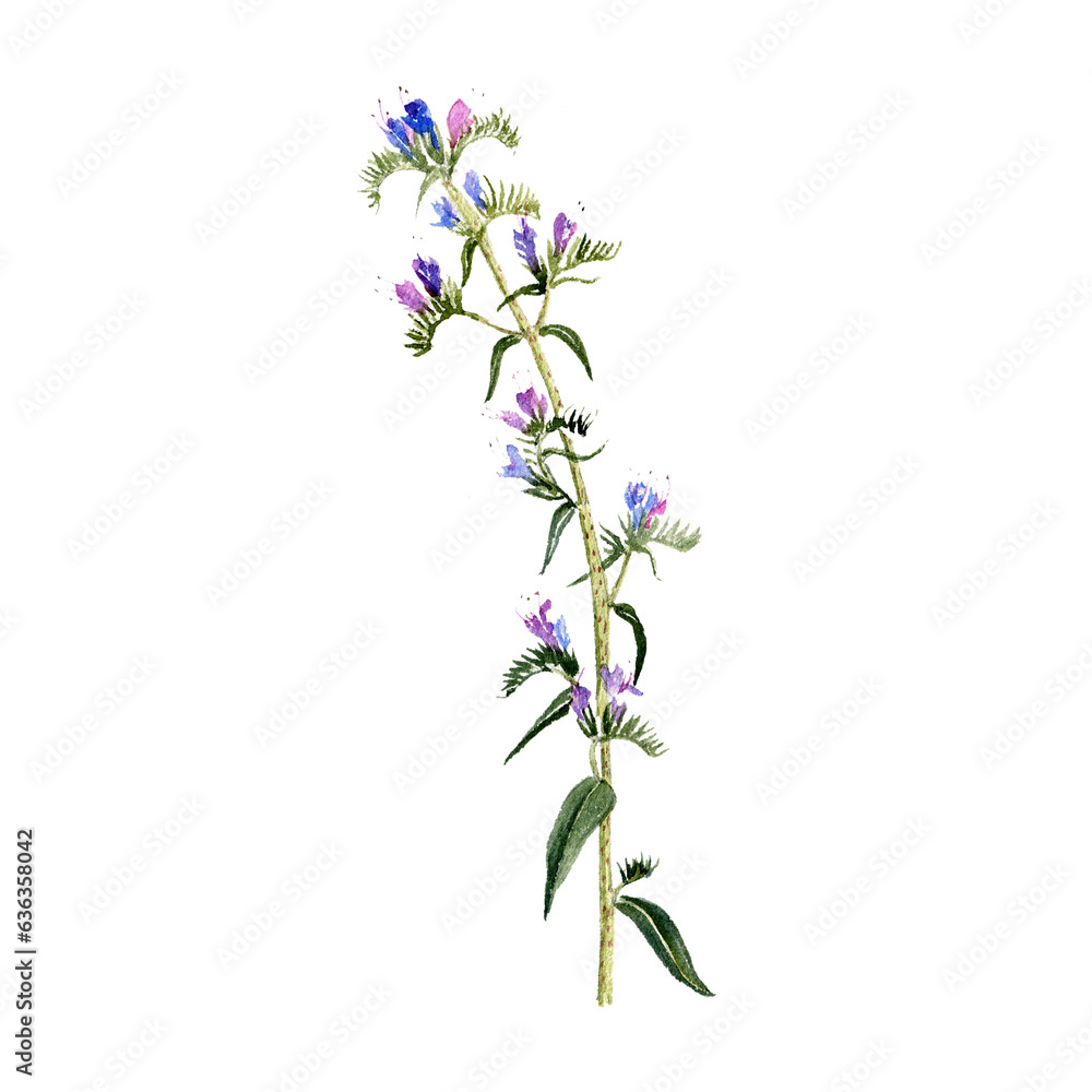 watercolor drawing plant of blueweed with leaves and flowers, viper's ...