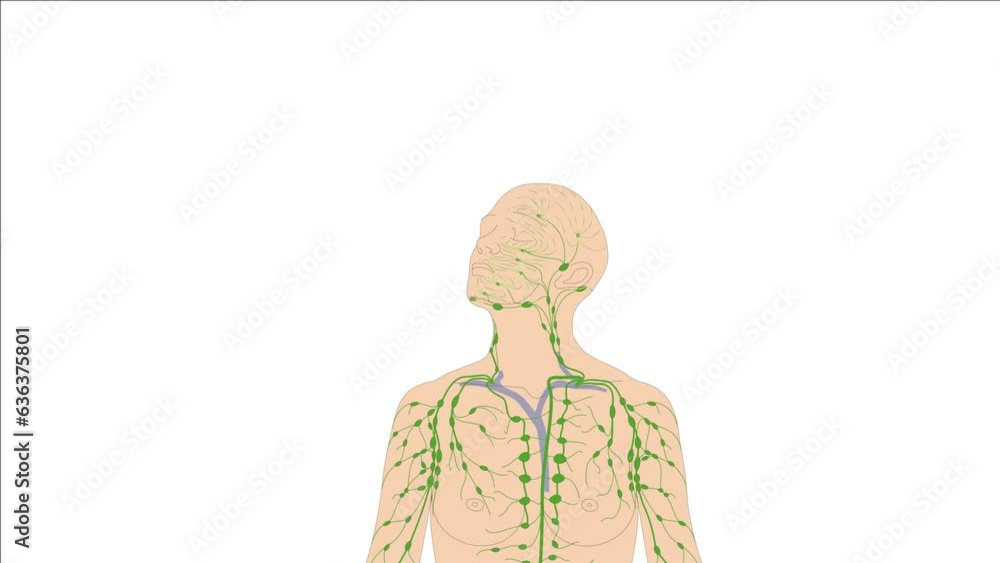 Grafikanimation Lehrmaterial: Lymphatisches System / Lymphsystem des ...