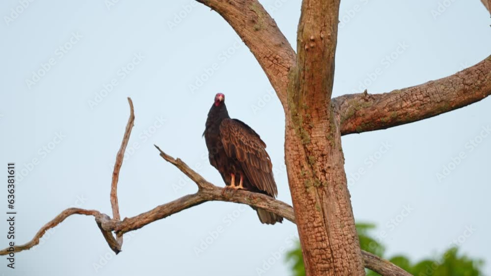 Turkey Vultures scavenger carnivorous buzzard bird. Turkey Vultures ...