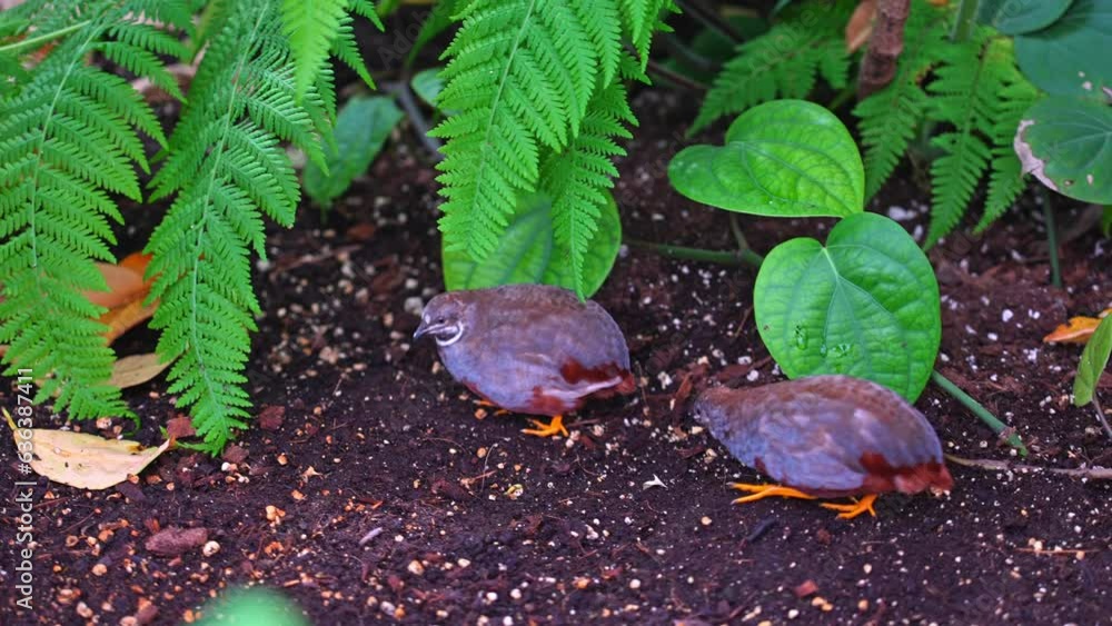 Cute King quails or Asian blue quails in the Gage Park Tropical exotic ...