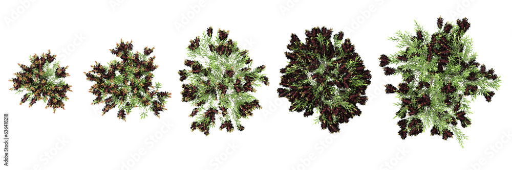 Melaleuca viminalis trees top view isolated white background Stock ...
