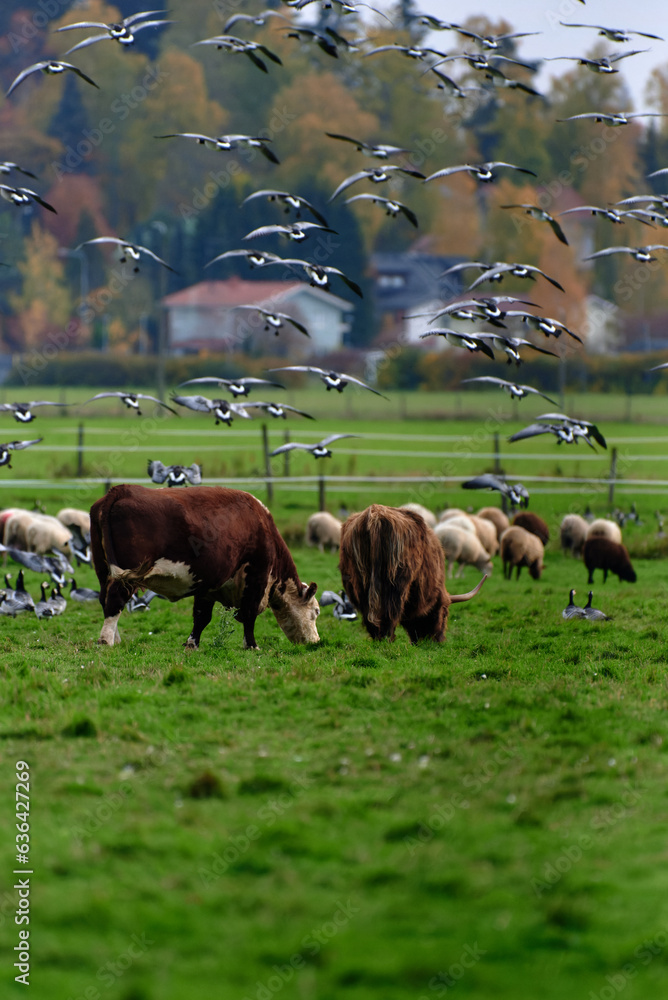 Sheeps, cows and highland cattle eating in a fenced pasture and ...