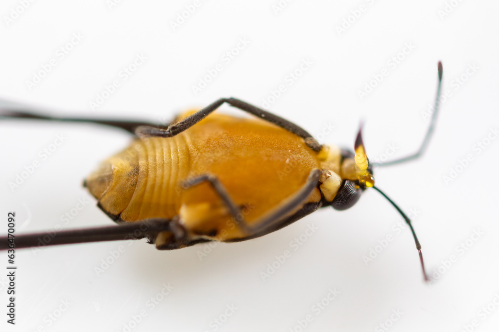 Aquatic insect of the gerridae family, known as tailors, Water Strider ...