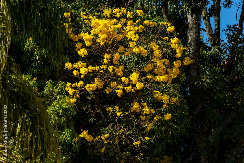 Ipe amarelo (Tabebuia alba) flowers over blue sky background Stock ...