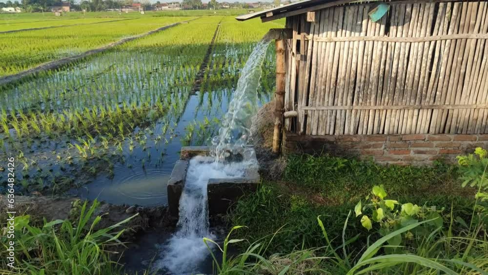 Water pump for rice fields is a machine unit used in agricultural ...