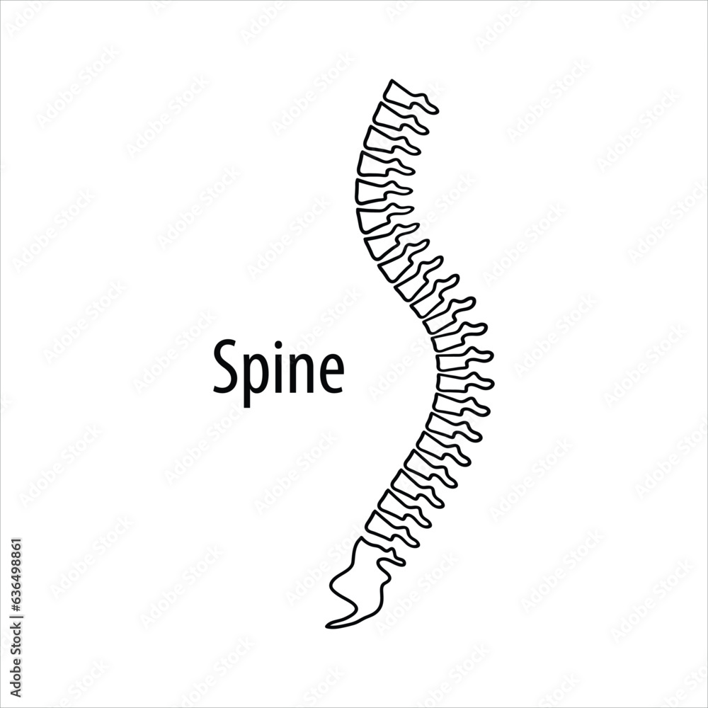 Human spine, anatomy, backbone icon. flat illustration on white ...