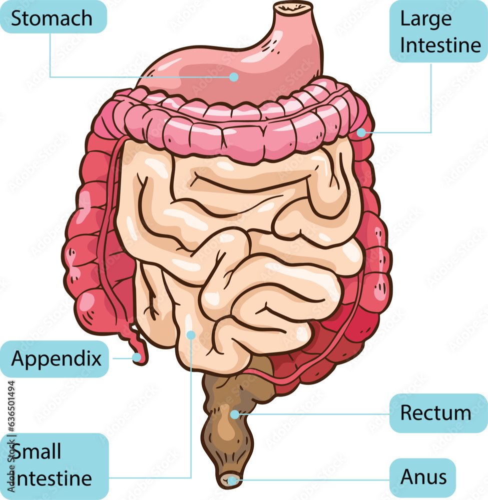 Human Colon Intestine Body Parts Anatomy Stock Vector | Adobe Stock