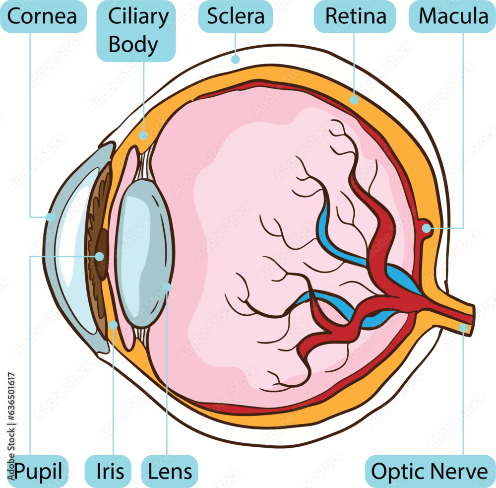 Human Eyeball Body Parts Anatomy Stock Vector | Adobe Stock