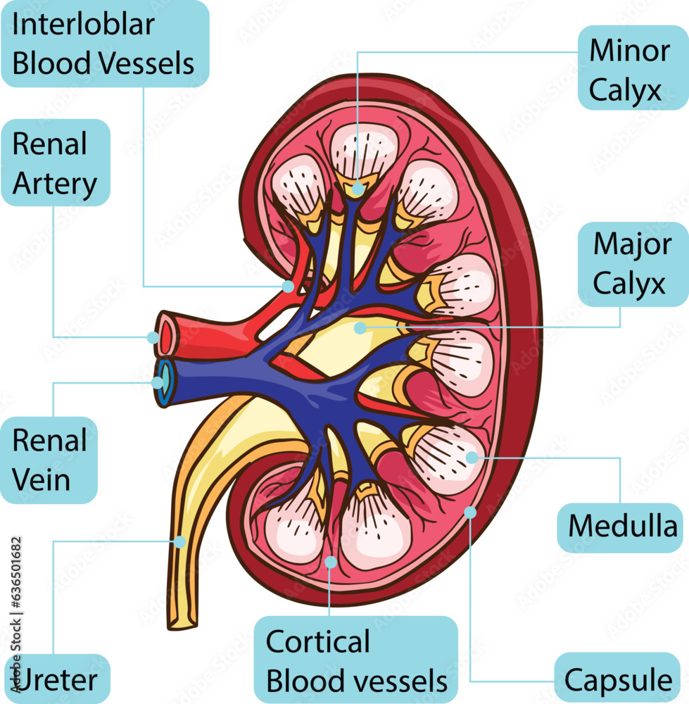 Inside Human Kidney Body Parts Anatomy Stock Vector | Adobe Stock